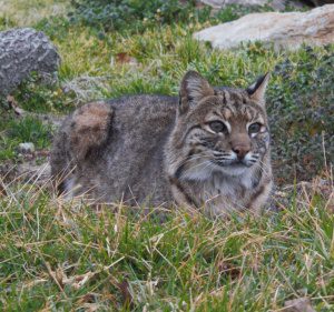 Bobby Bobcat Update - Turpentine Creek Wildlife Refuge
