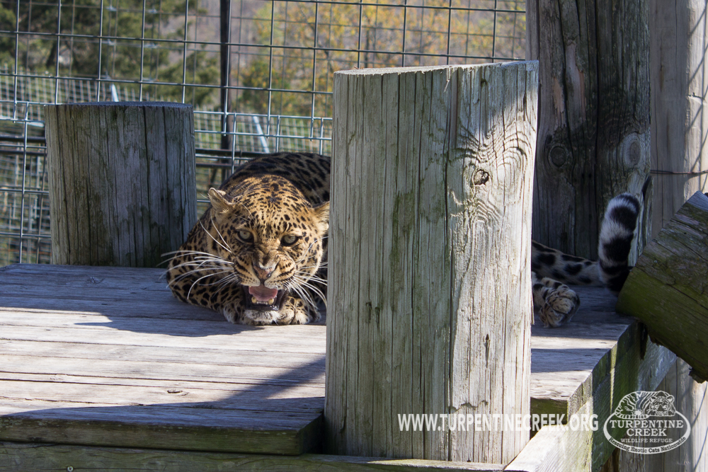 Magic Leopard Health Update | Turpentine Creek Wildlife Refuge