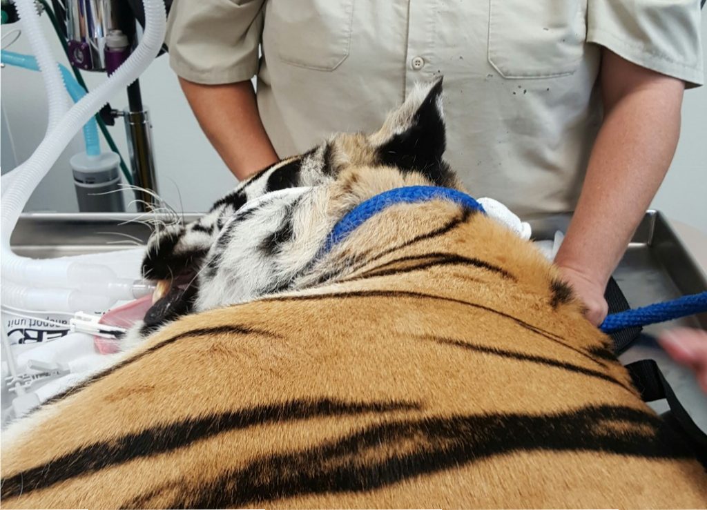 Surgery - Bad Declaw Fix | Turpentine Creek Wildlife Refuge