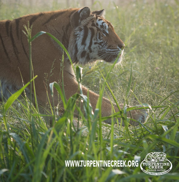 Tiger Day | Turpentine Creek Wildlife Refuge