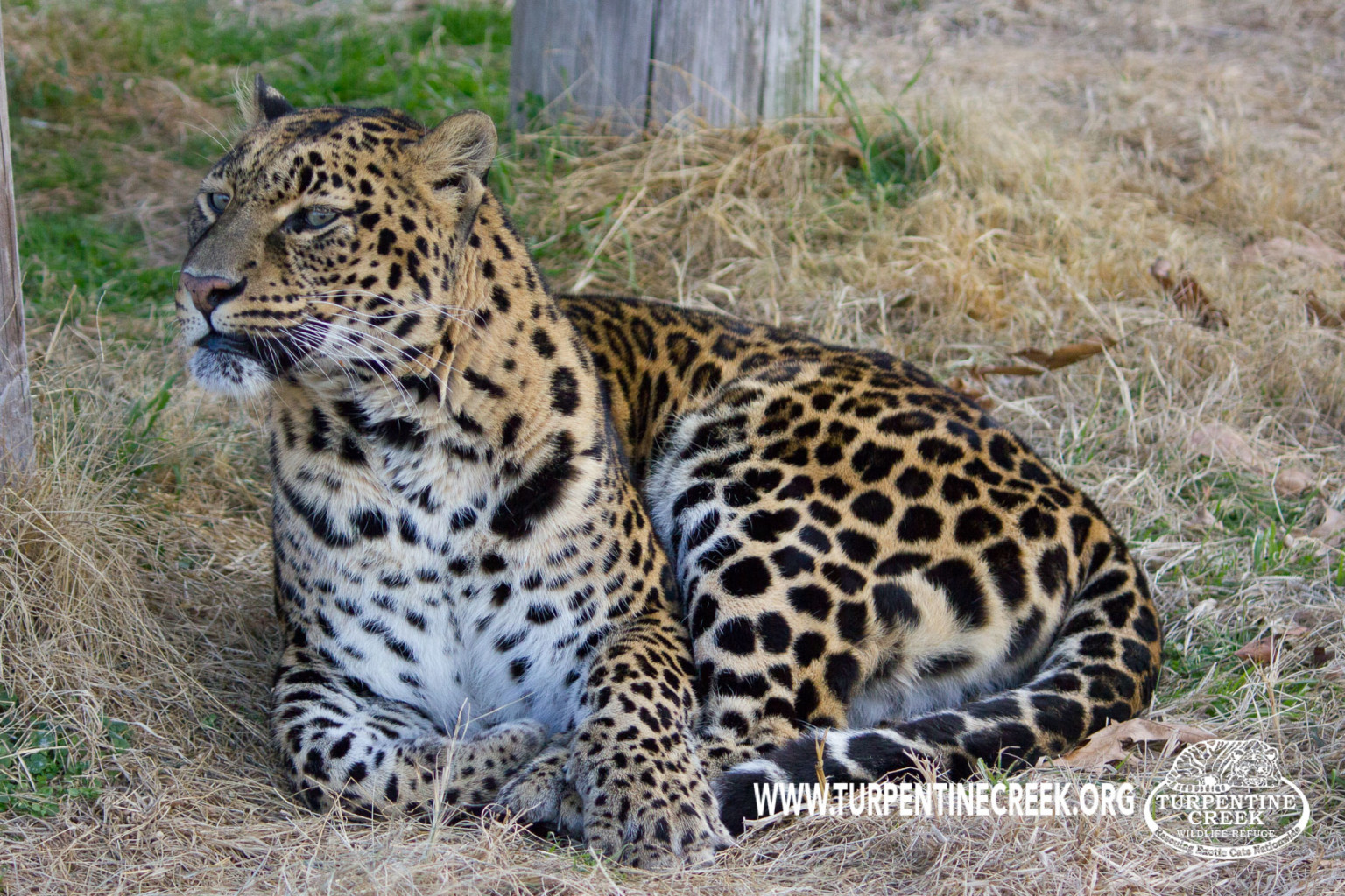 History of the Exotic Pet Trade | Turpentine Creek Wildlife Refuge