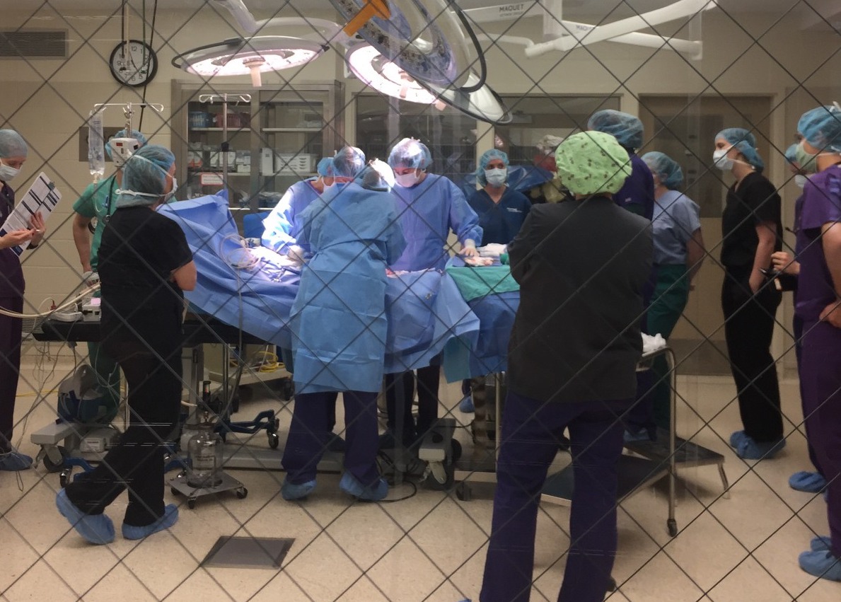 Life-Saving Surgery Update | Turpentine Creek Wildlife Refuge