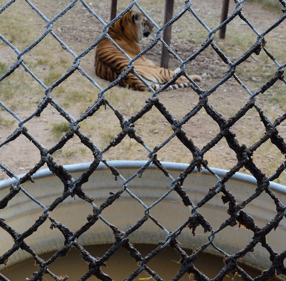 Road Side Zoos | Turpentine Creek Wildlife Refuge