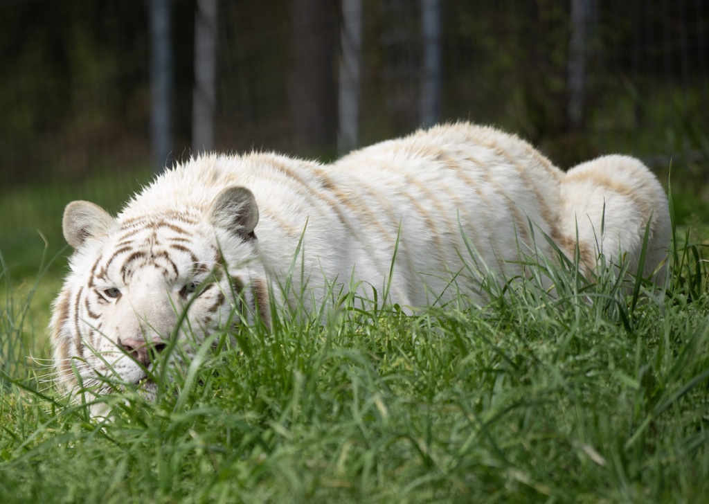 The Source Of All White Tigers | Turpentine Creek Wildlife Refuge