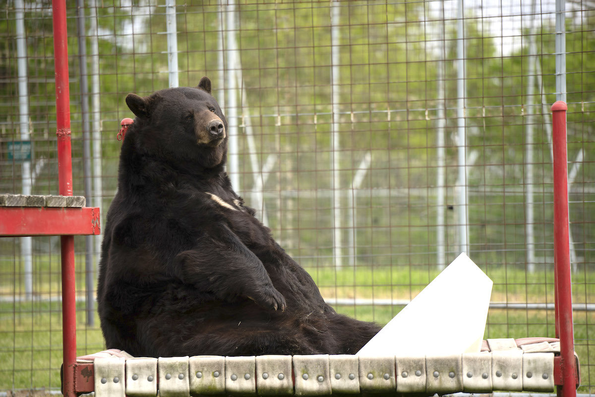 The Bear Necessities Of Life | Turpentine Creek Wildlife Refuge