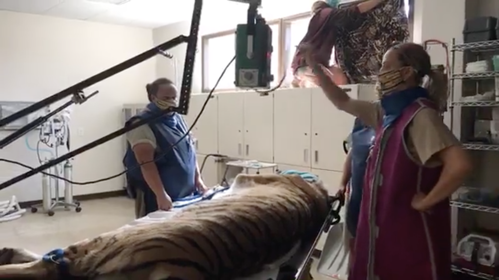 Fight Cancer Like A Tiger | Turpentine Creek Wildlife Refuge