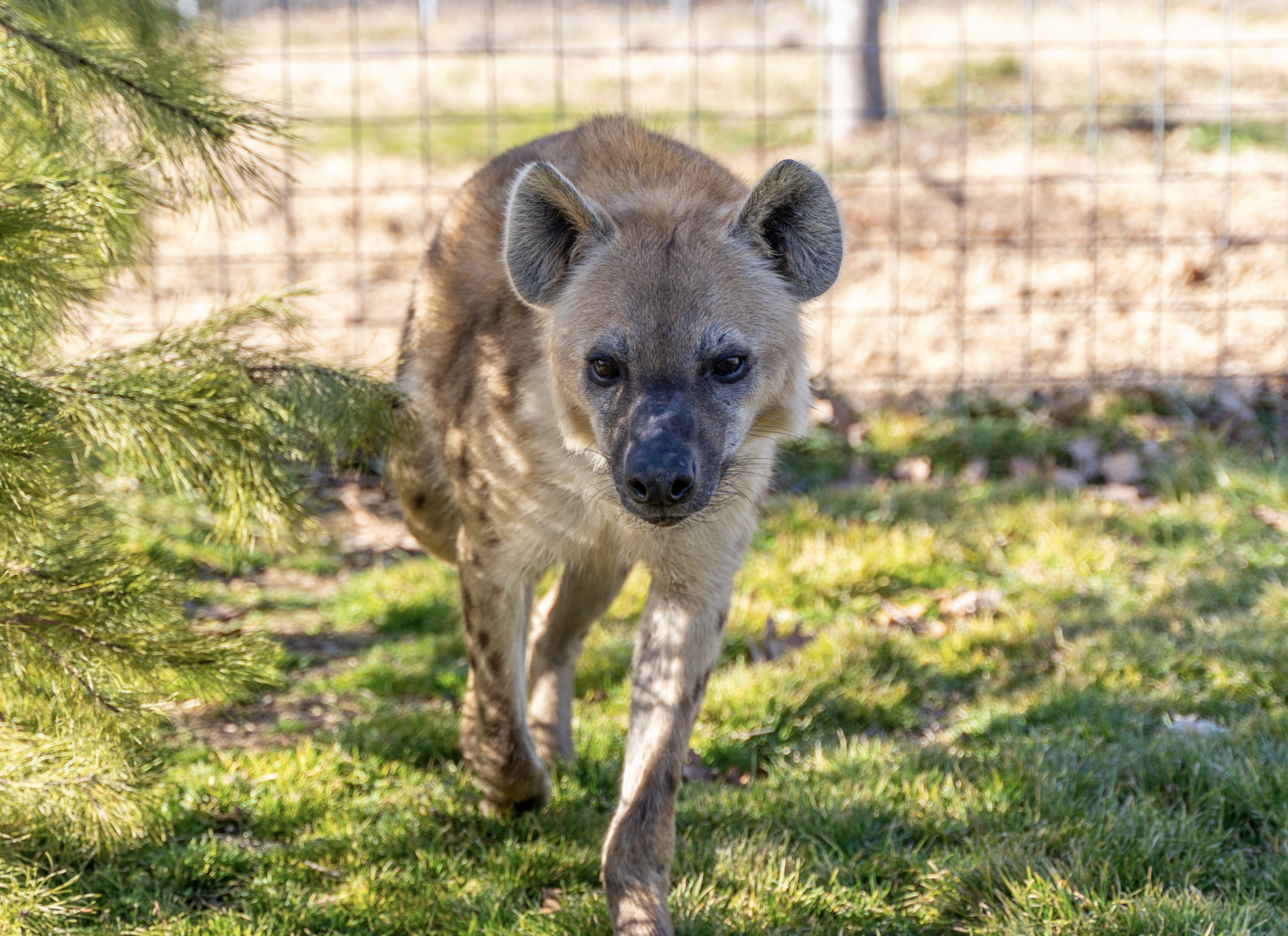Rambo's New Beginning | Turpentine Creek Wildlife Refuge