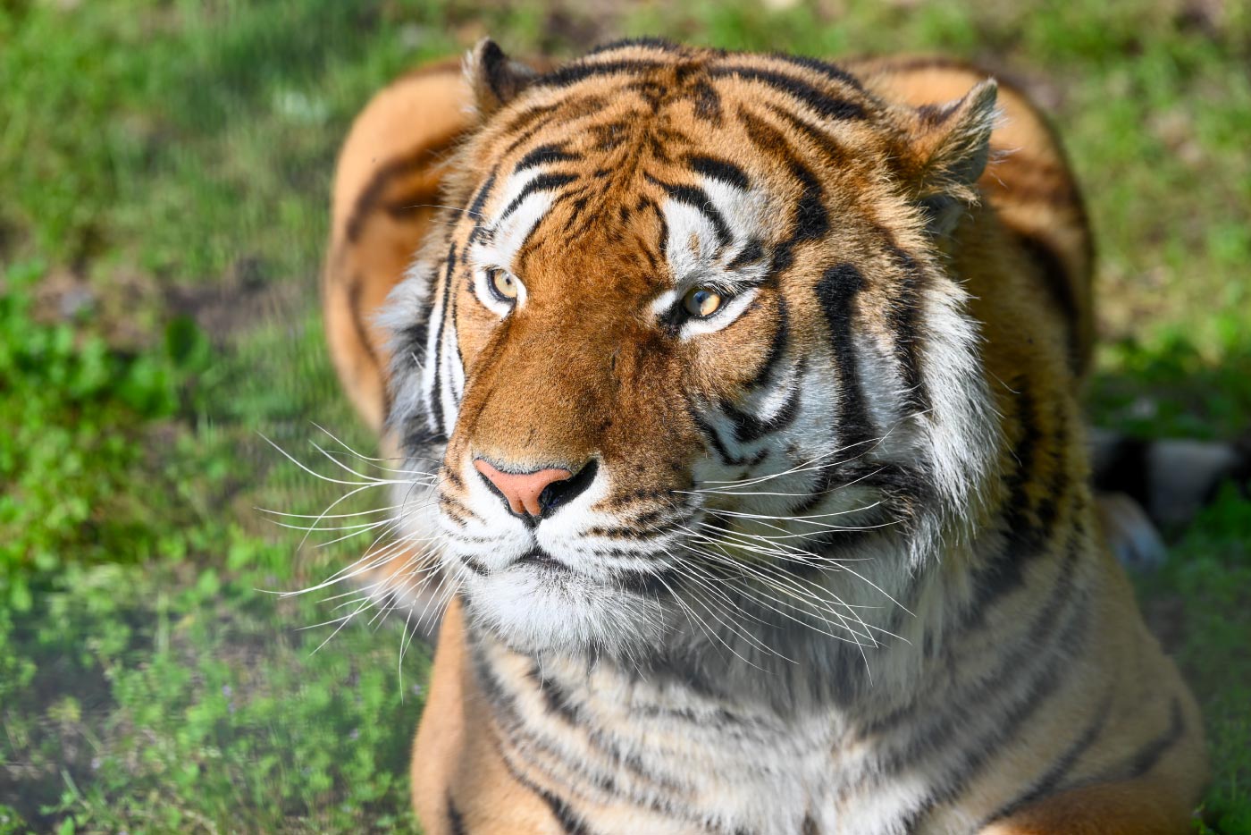 Tiger Queens - Fighting Back Against Animal Abuse