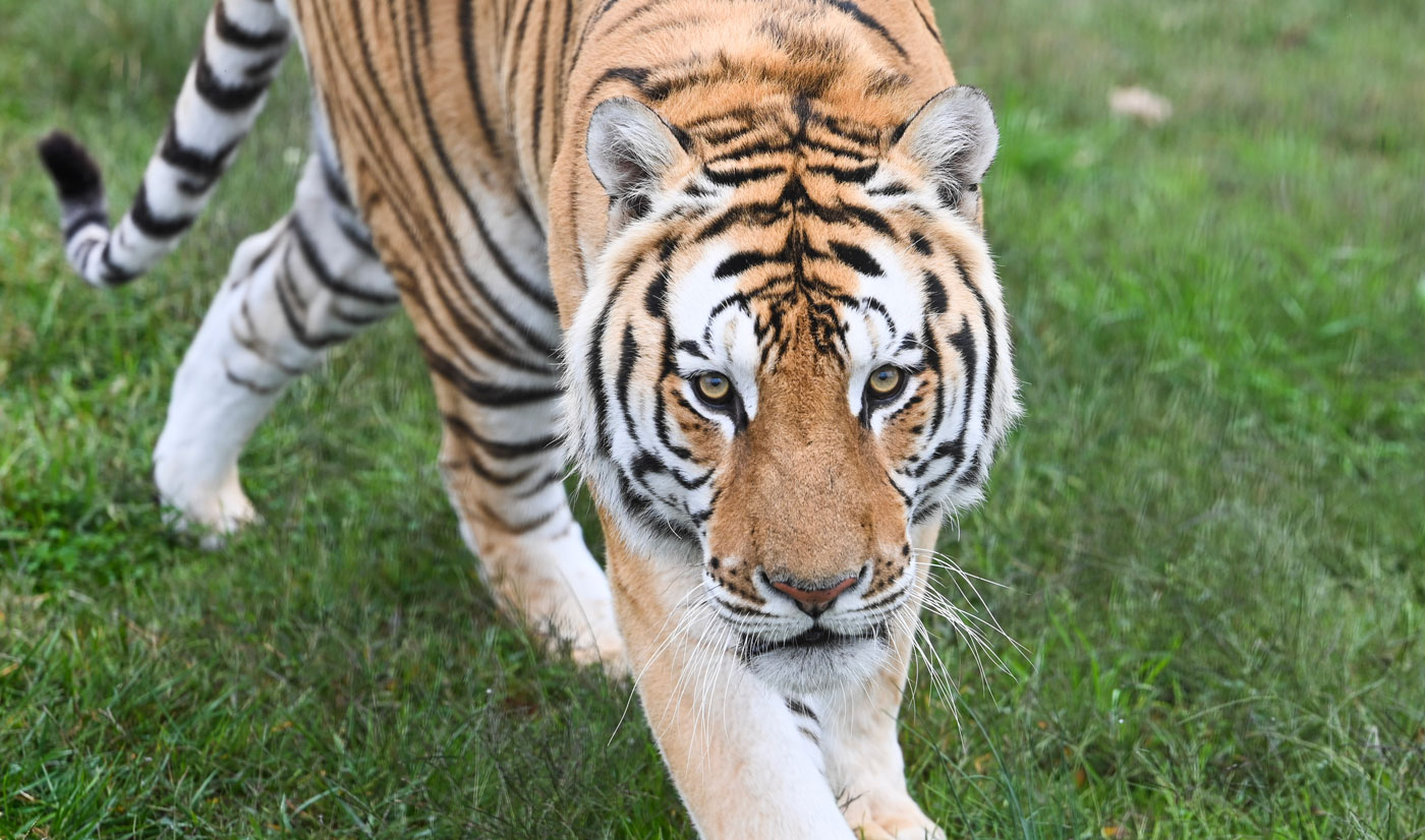 Meet the Animals | Turpentine Creek Wildlife Refuge