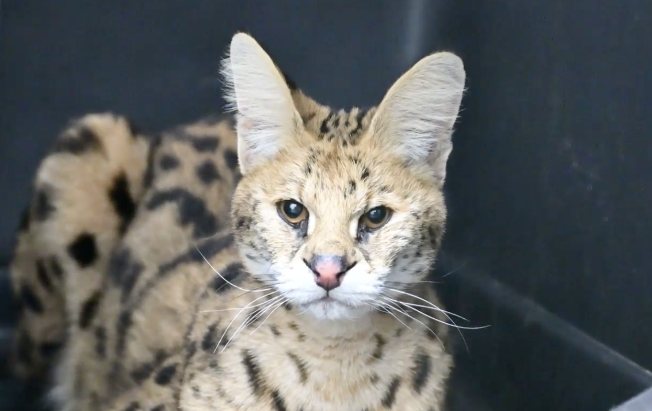 African Serval Saved After Surviving Winter In Rural Missouri Turpentine Creek Wildlife Refuge