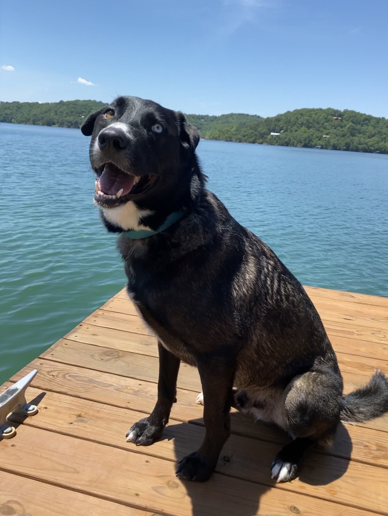 Rescue, It is a Way of Life | Turpentine Creek Wildlife Refuge