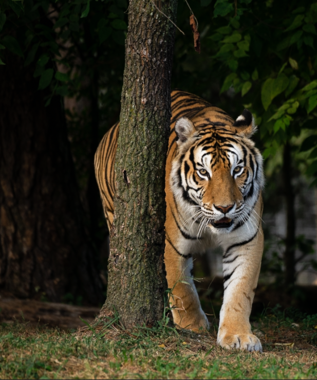 The Role of Sanctuaries in Big Cat Welfare | Turpentine Creek Wildlife ...