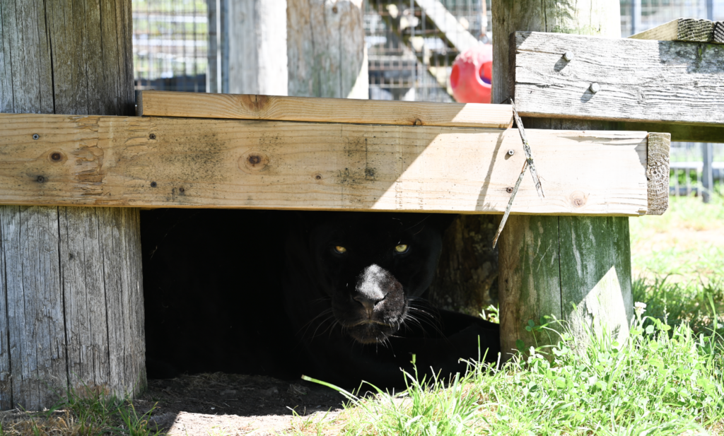Unveiling the Myth: Black Panthers Revealed as Mystical Melanistic ...