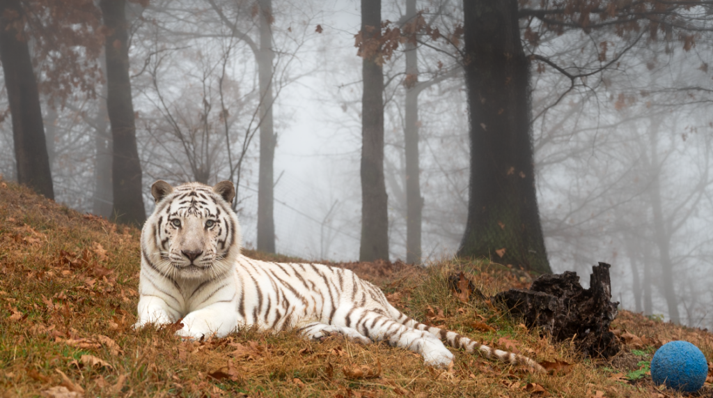 The Maladaptive Mirage of White Tigers | Turpentine Creek Wildlife Refuge