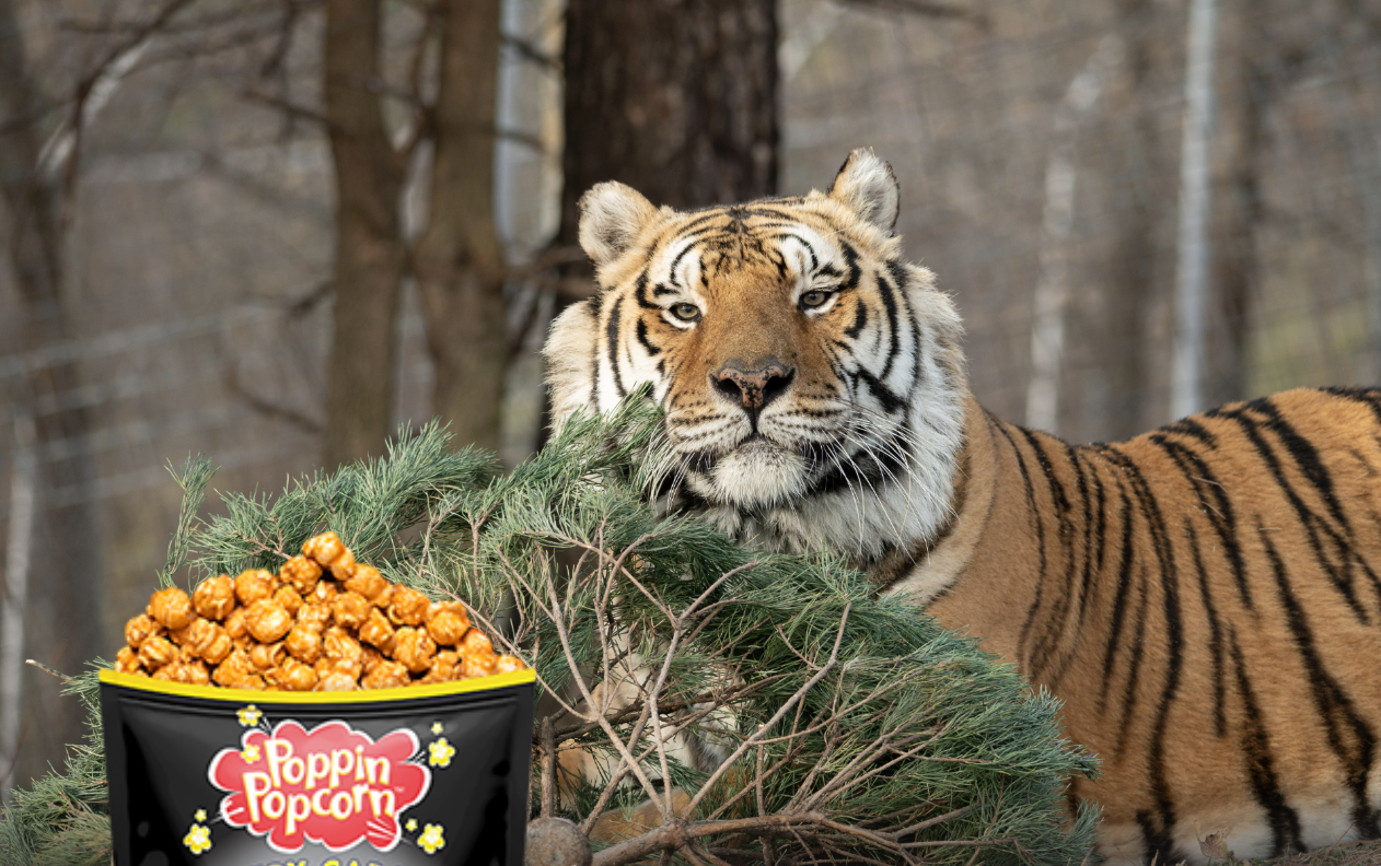 Poppin’ with Purpose: 6 Reasons to Join TCWR’s Popcorn Fundraiser ...
