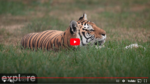 Live on explore.org: A Window into the Wild | Turpentine Creek Wildlife ...