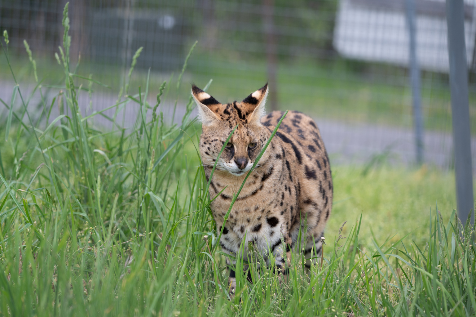 The Hunter: The Ironic Success of the African Serval | Turpentine Creek ...