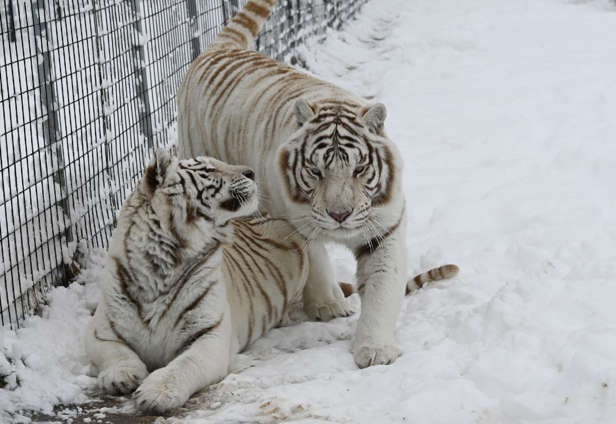 The Purr-sistence of Slumber: Unlocking the Mystery of Why Big Cats ...