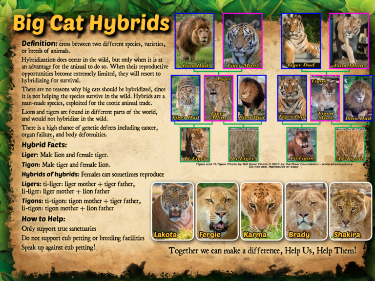 The Fascinating World of Ti-Ligers: Unveiling the Hybrid Marvel ...