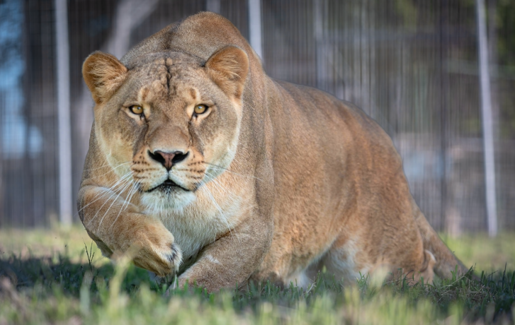 The Queens of the Savanna: Understanding the Vital Role of Females in a ...