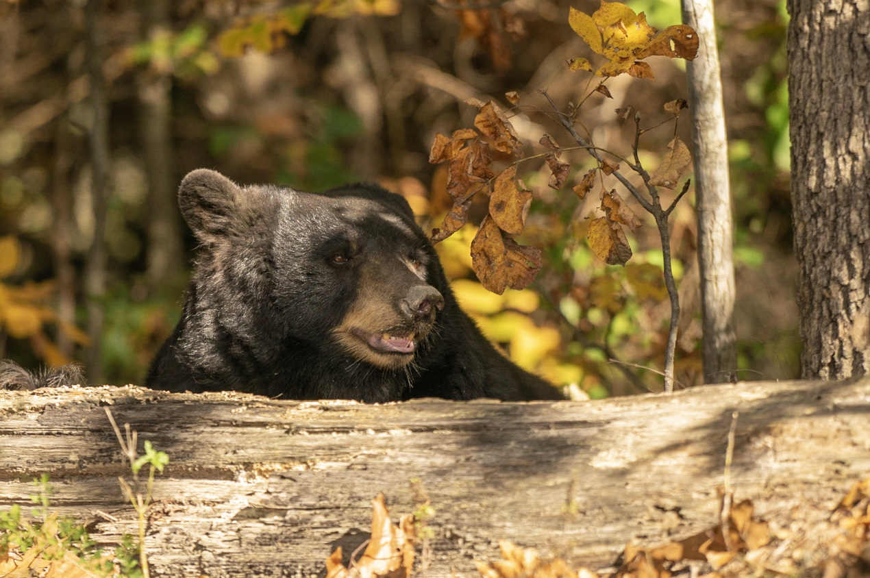 Nature’s Dormant States: the Difference Between Hibernation and Torpor ...