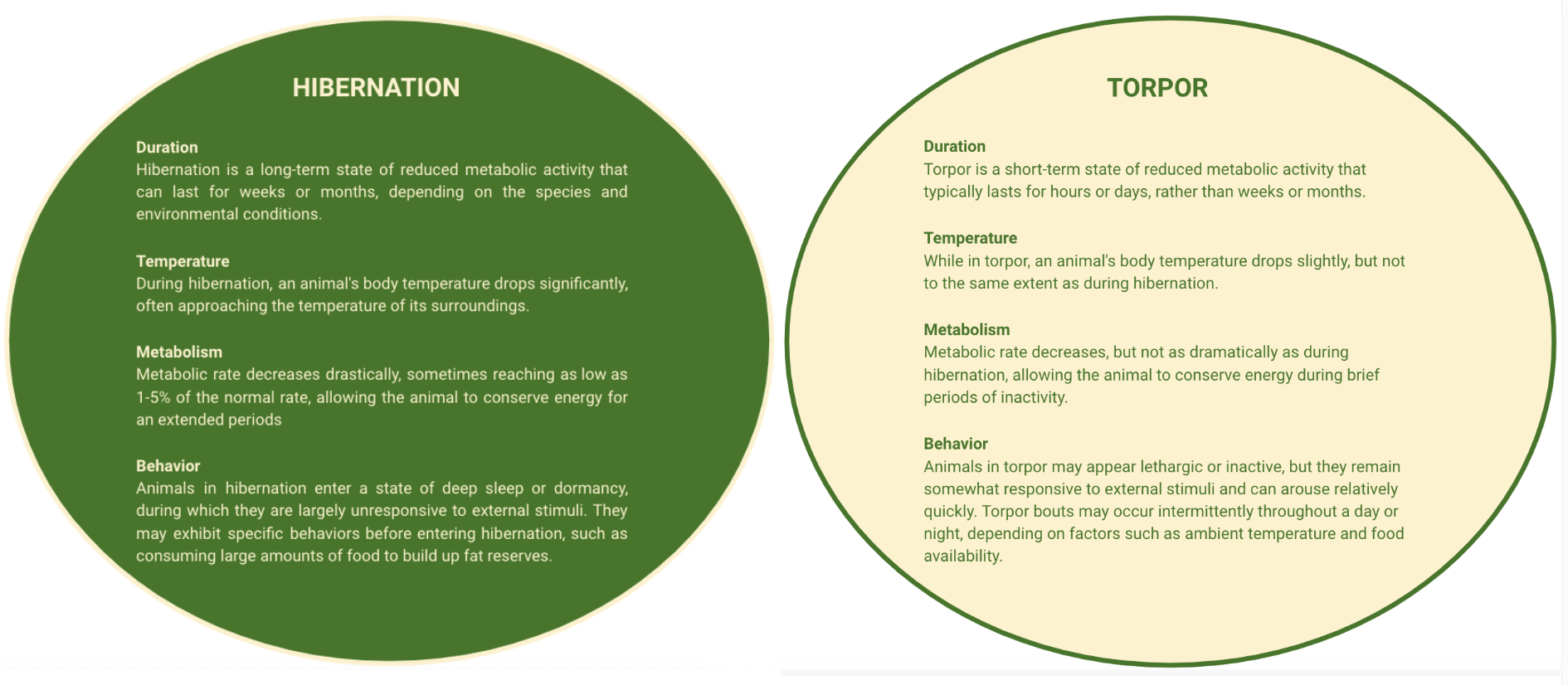 Nature’s Dormant States: the Difference Between Hibernation and Torpor ...