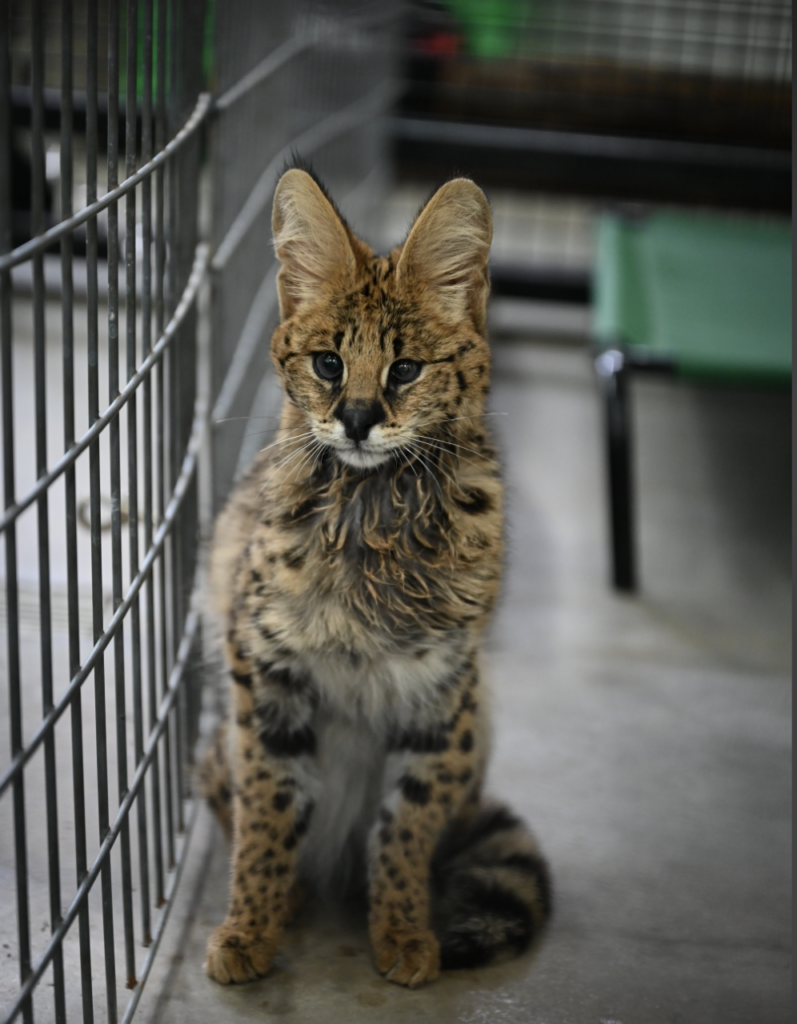 Fighting for Tigger: Rescue Story | Turpentine Creek Wildlife Refuge