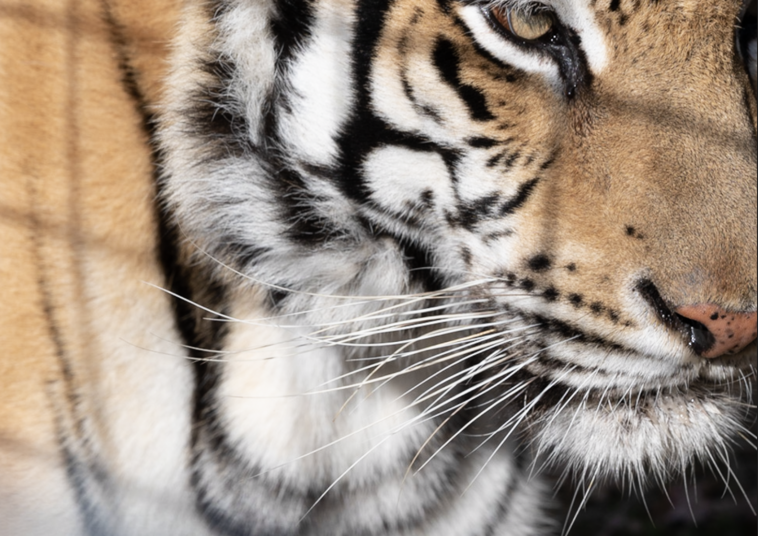 Vibrissae - Why do cats have whiskers, and what is their purpose ...