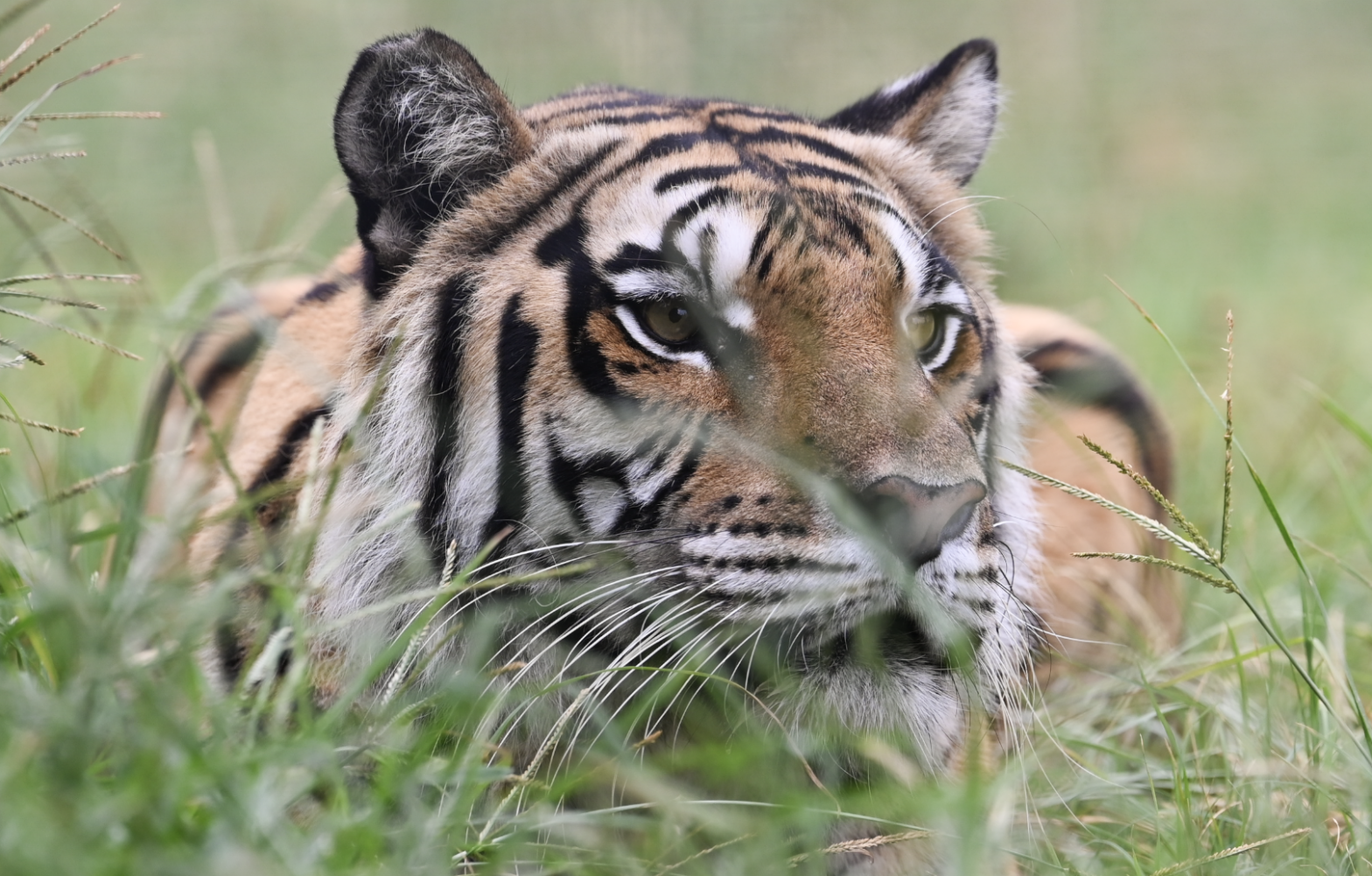 Vibrissae - Why do cats have whiskers, and what is their purpose ...