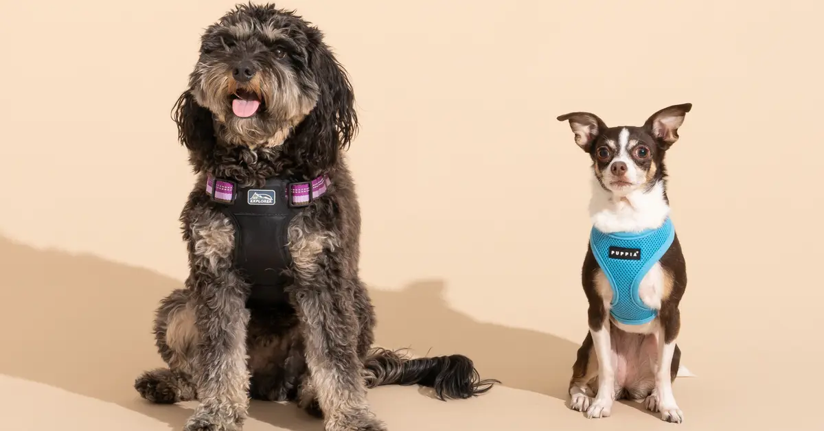 How to select the best dog harness | Turpentine Creek Wildlife Refuge