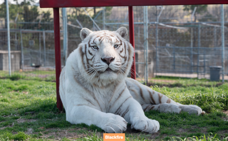 International Tiger Day | Turpentine Creek Wildlife Refuge