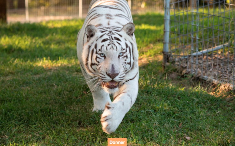 International Tiger Day | Turpentine Creek Wildlife Refuge