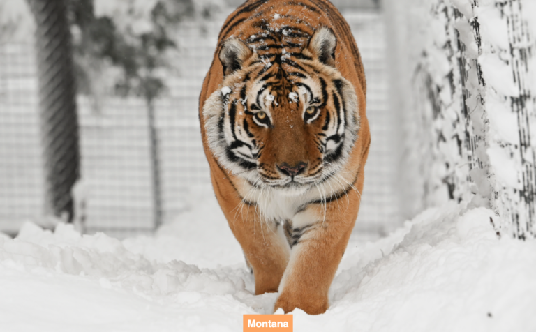 International Tiger Day | Turpentine Creek Wildlife Refuge