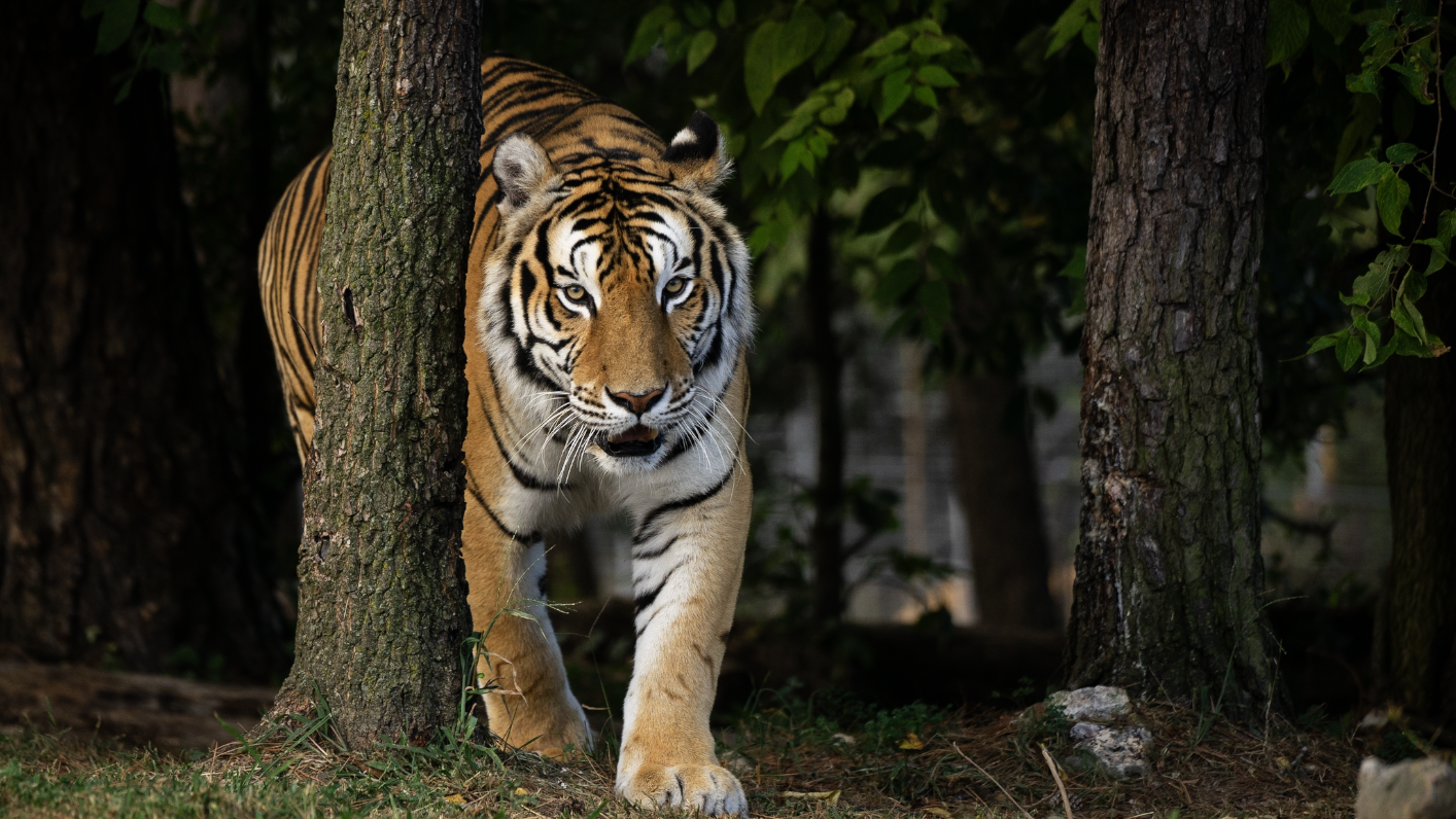 The Significance of International Tiger Day in Wildlife Conservation ...