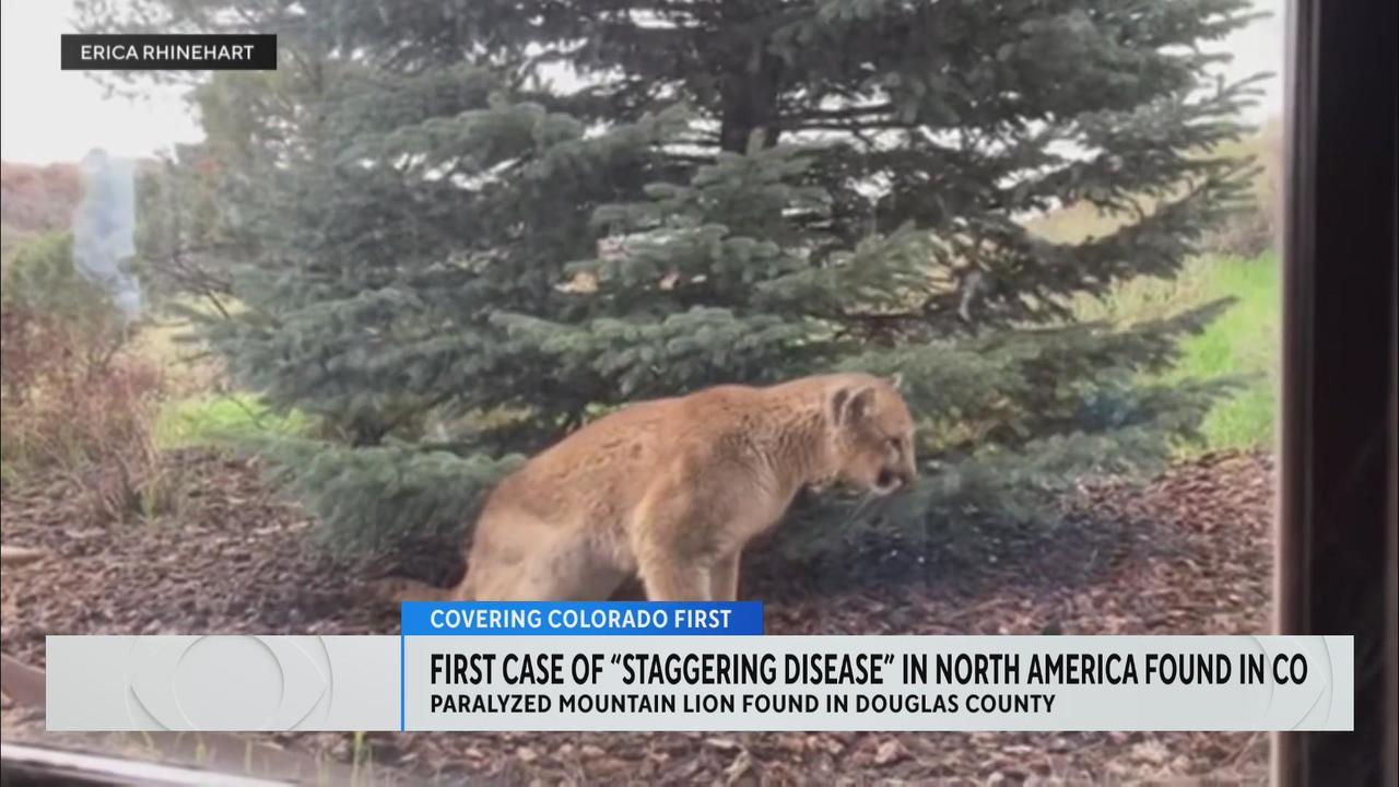 What is Staggering Disease and Why We Are Monitoring the Situation ...