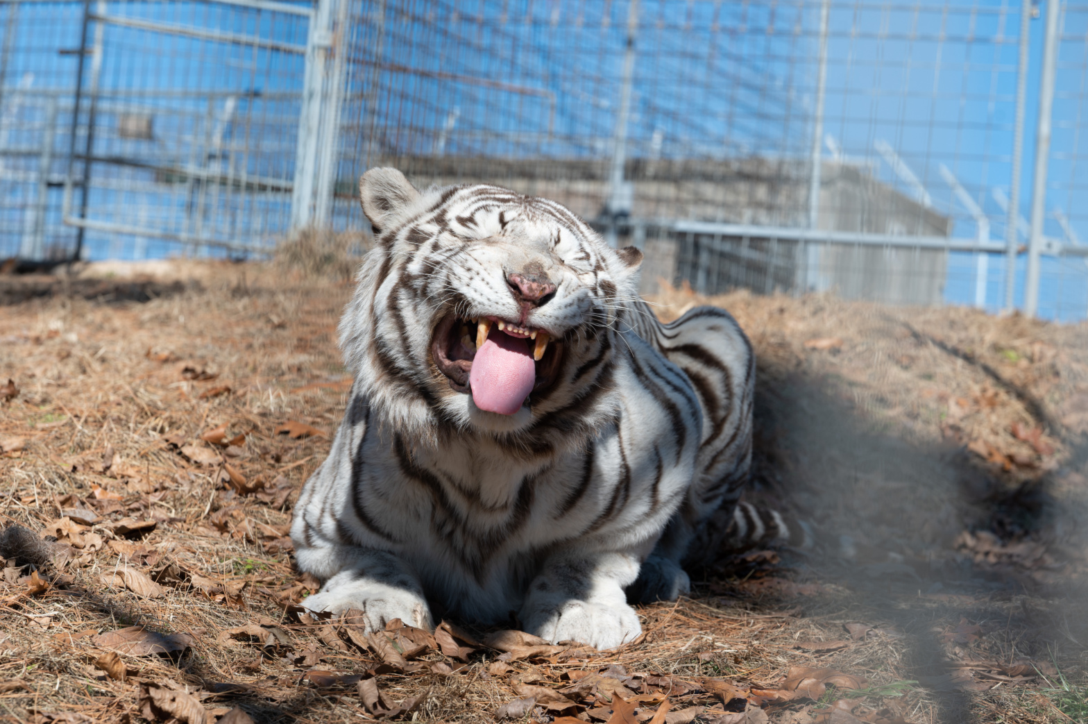 How Big Cats Perceive the World - The Jacobson's Organ and the Flehmen ...