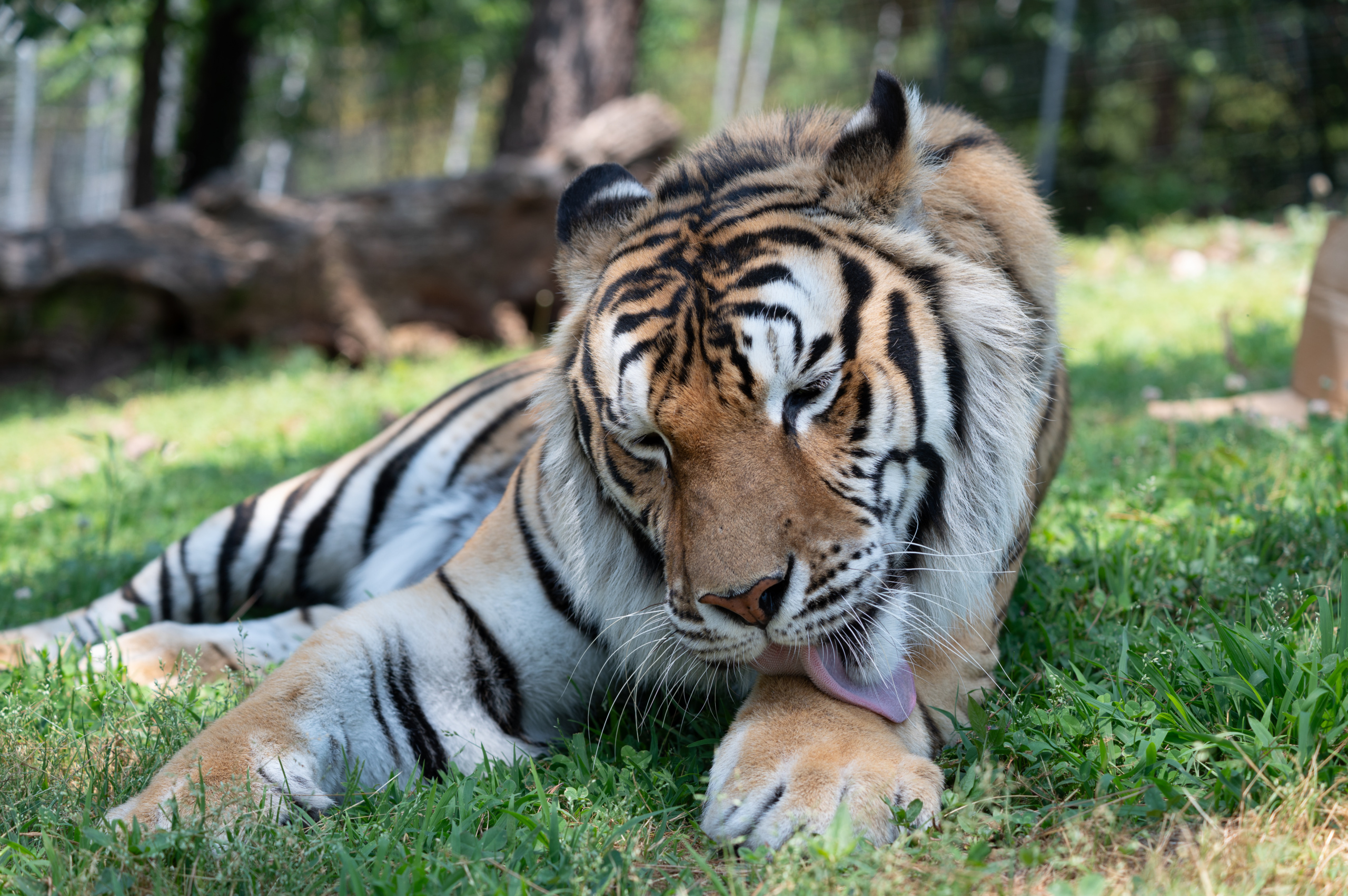 When an Animal Species is Classified as Endangered: Why it Matters and ...