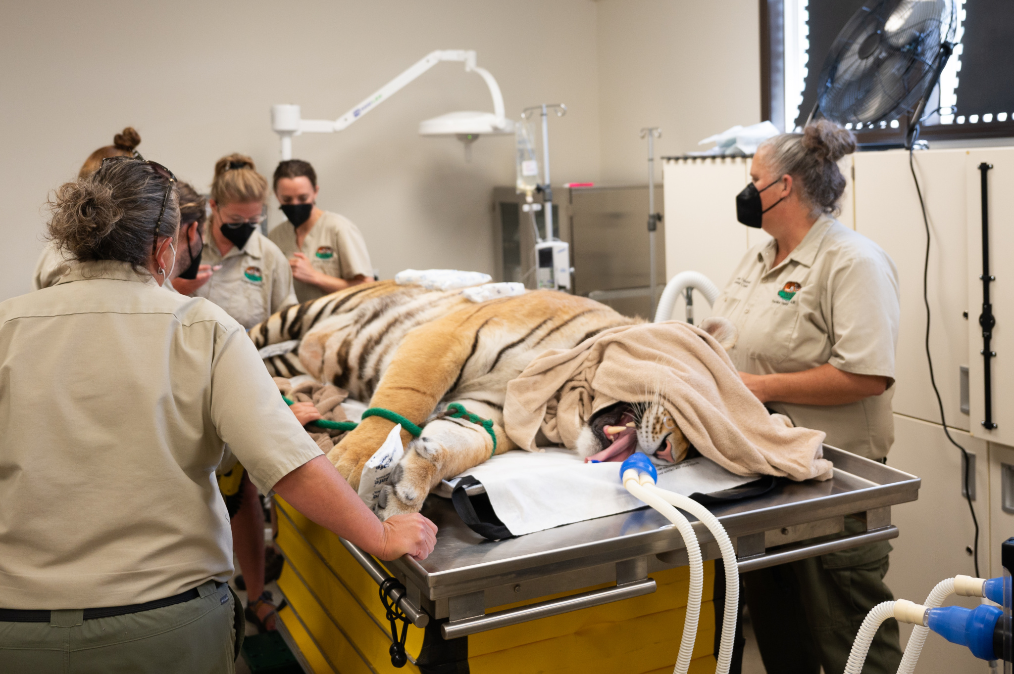 Beat the Heat: Spay Awareness Month | Turpentine Creek Wildlife Refuge