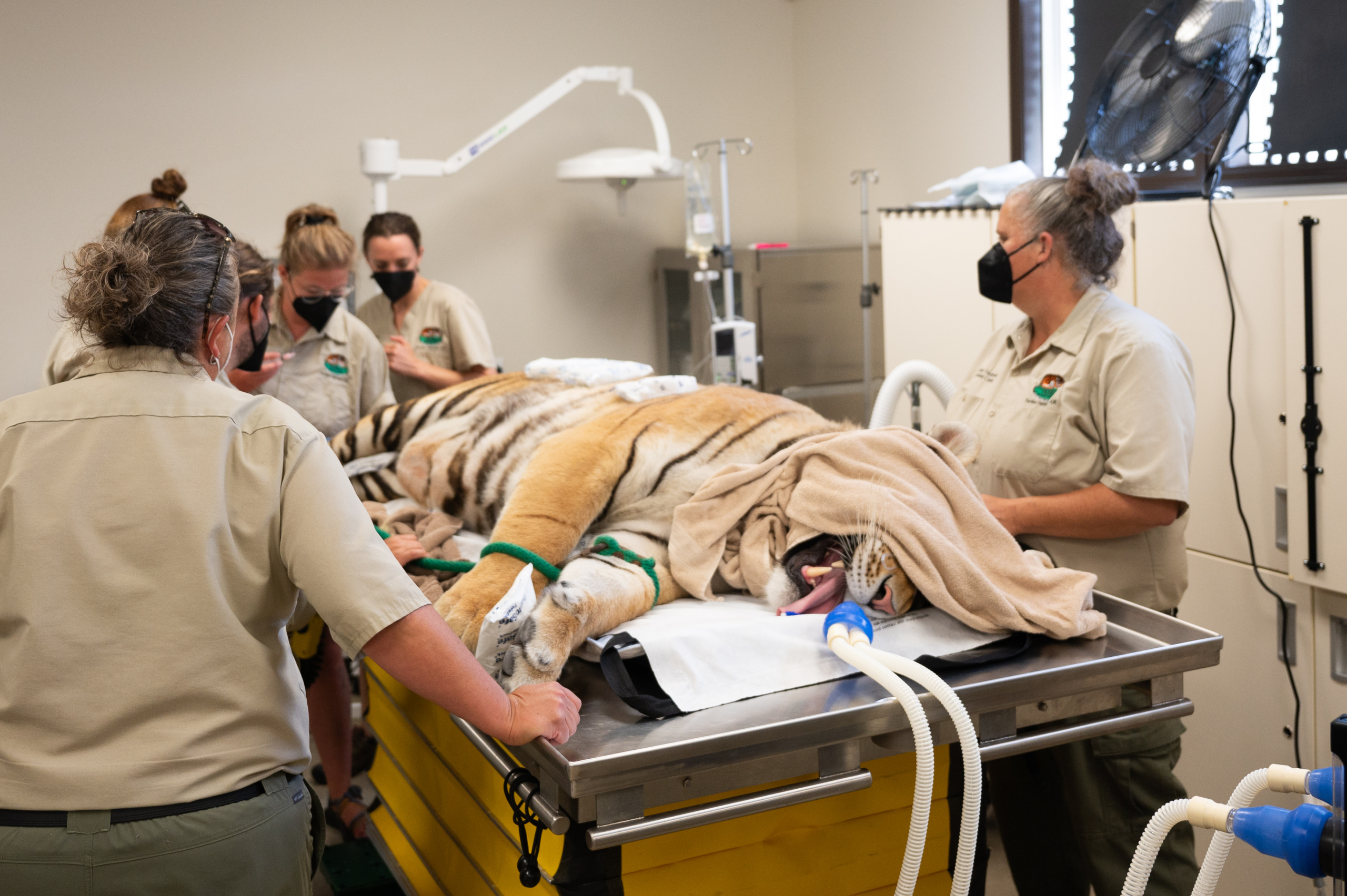 Beat the Heat: Spay Awareness Month | Turpentine Creek Wildlife Refuge
