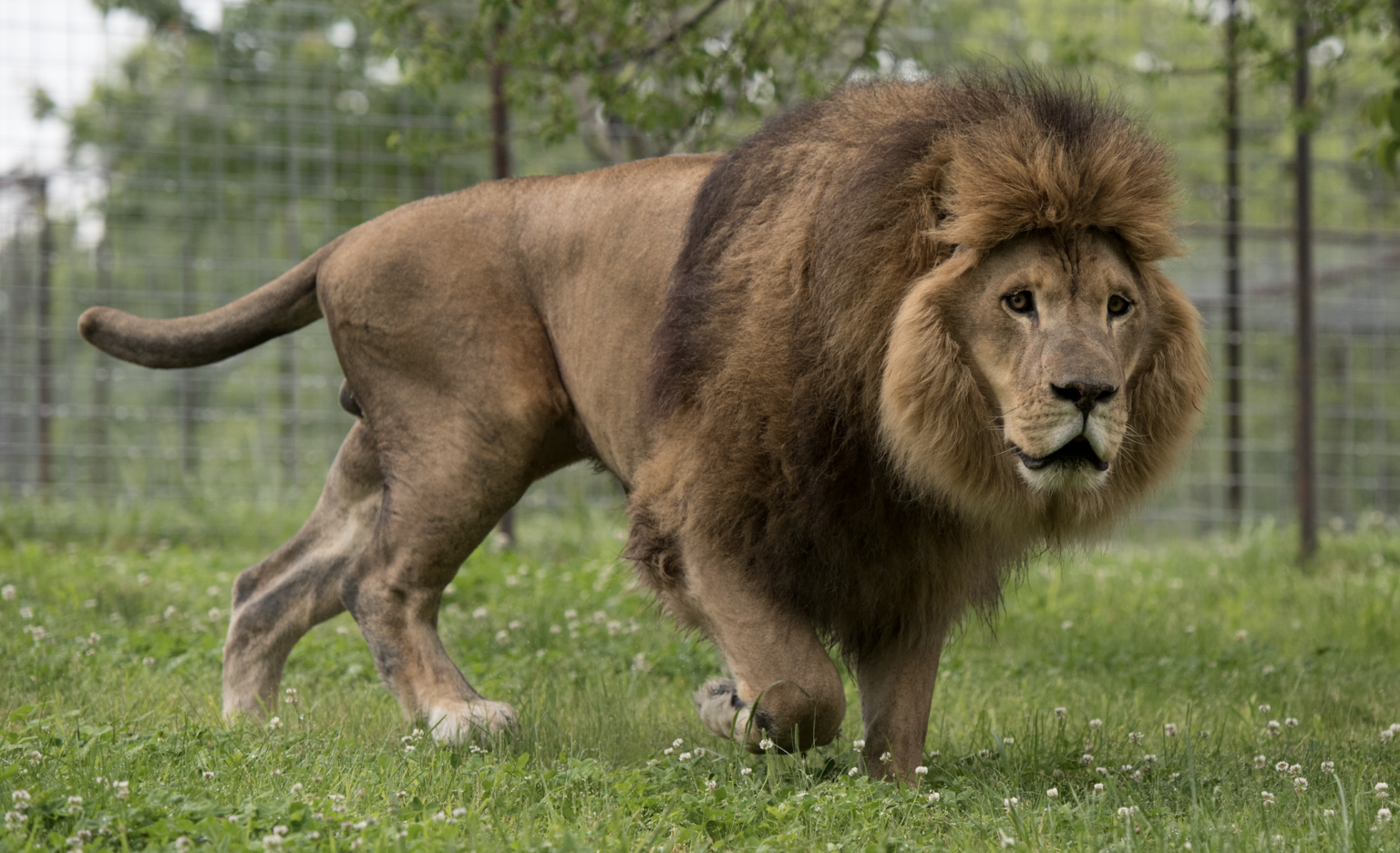 From the movie Mufasa to Reality: How TCWR Restores the Circle of Life ...