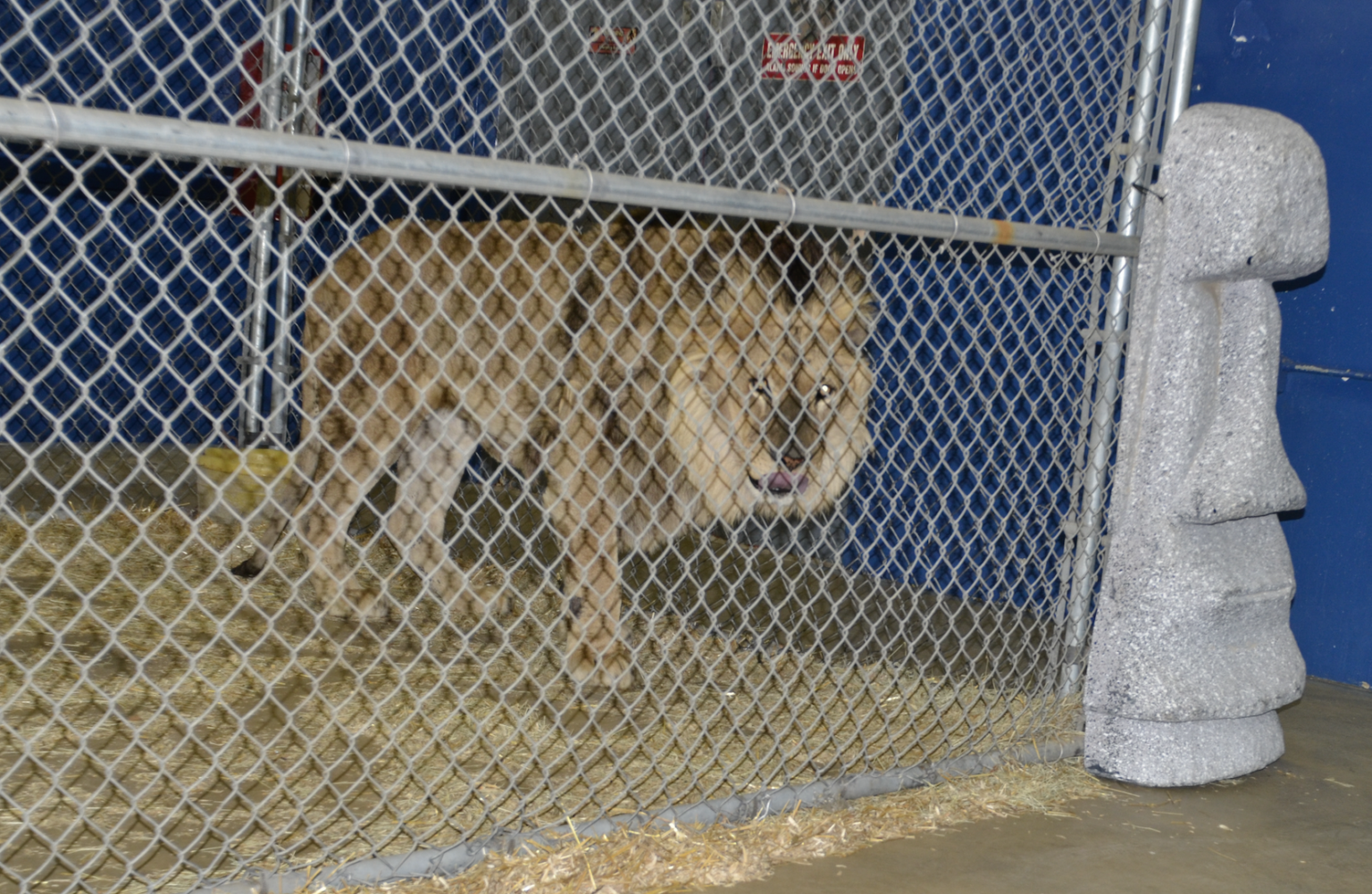 From the movie Mufasa to Reality: How TCWR Restores the Circle of Life ...