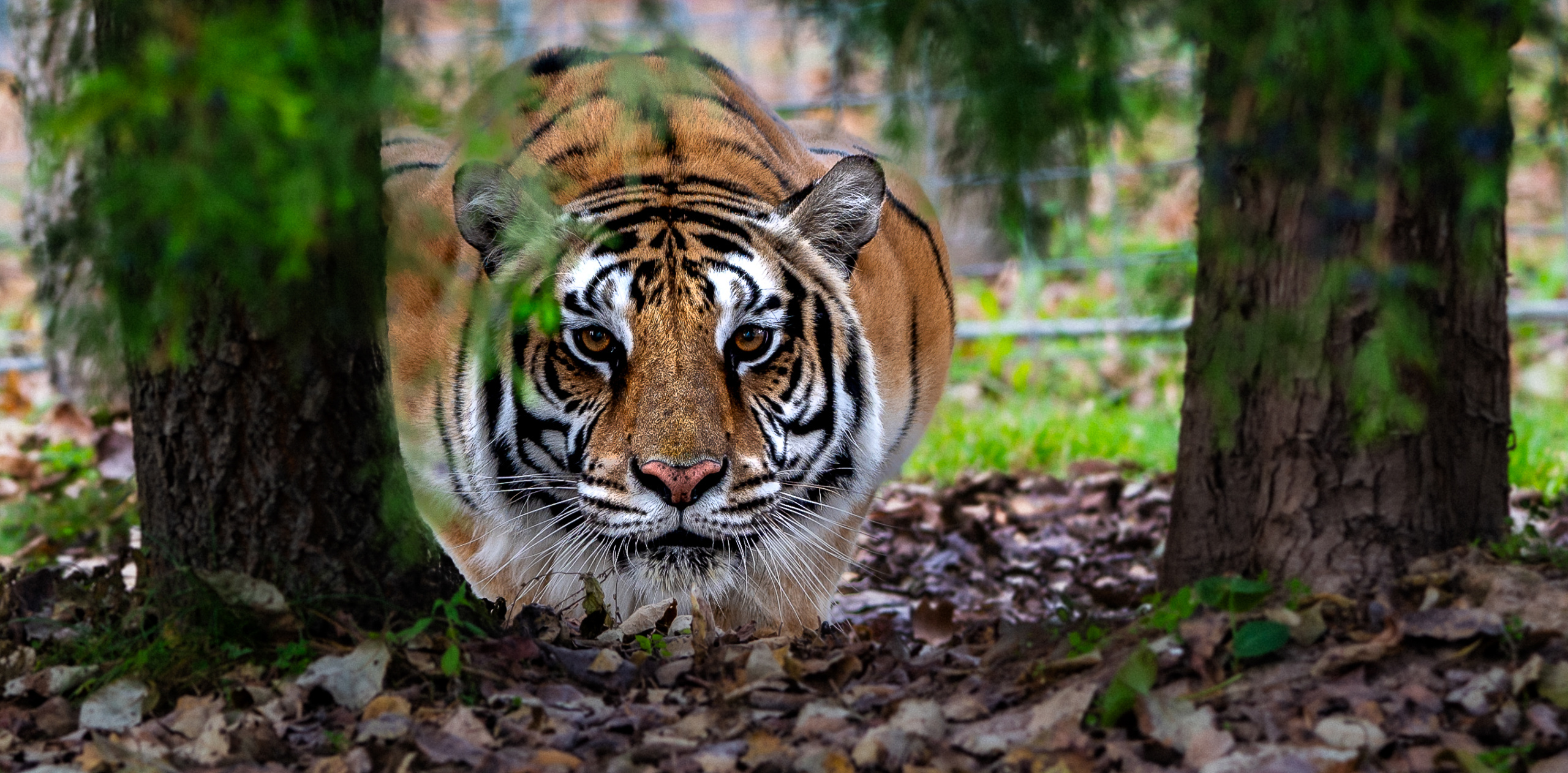 Support the Animals | Turpentine Creek Wildlife Refuge