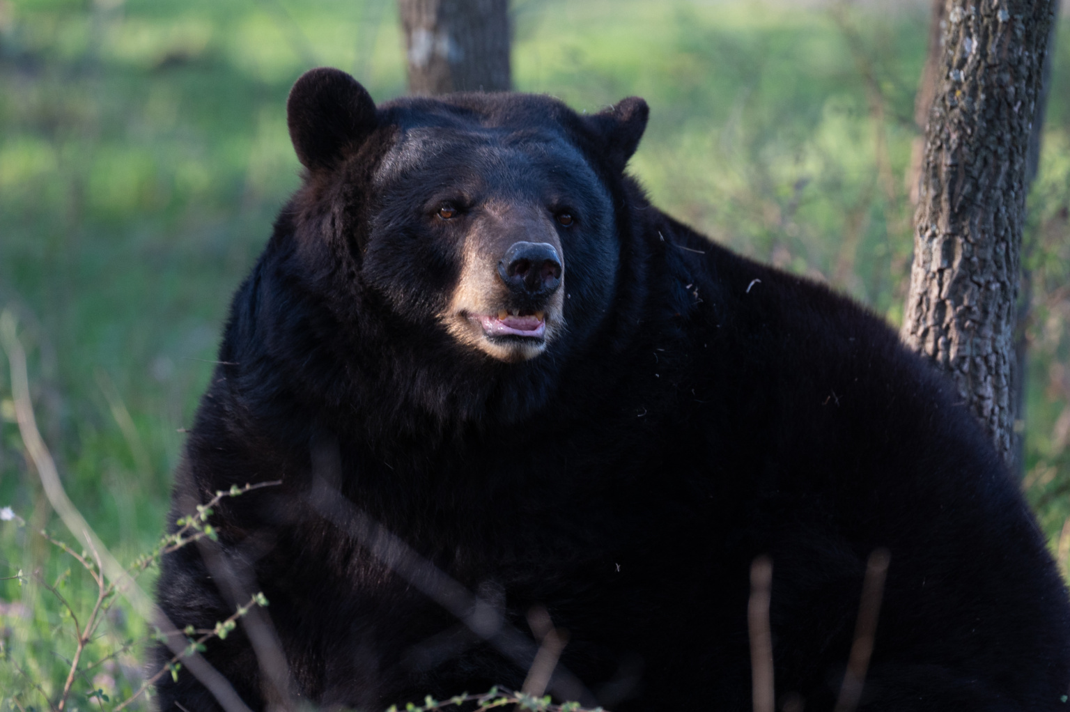 Black Bear of Brown Bear? Key Differences You Need to Know | Turpentine ...