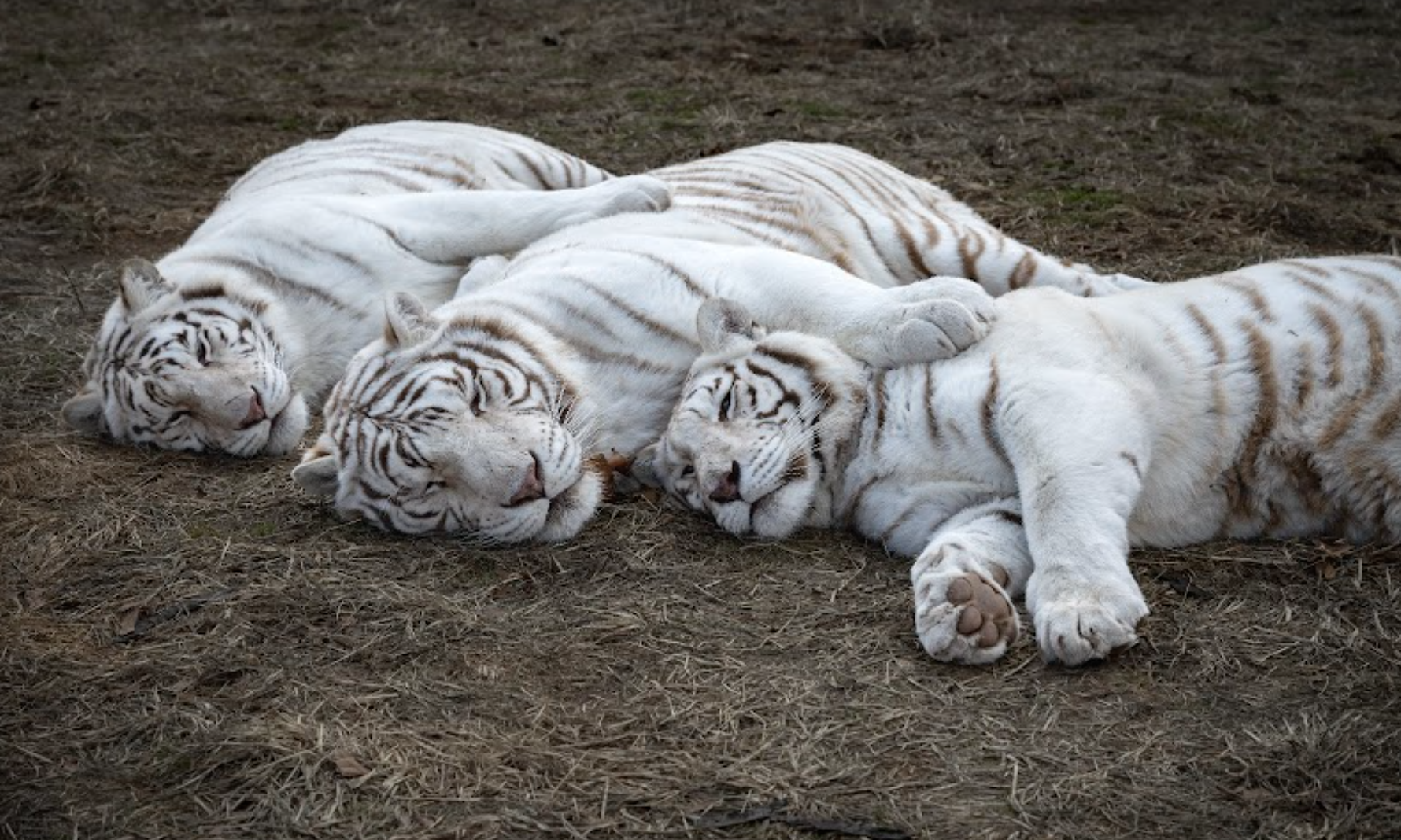 The Hidden Crisis Behind “Cute Cubs” | Turpentine Creek Wildlife Refuge