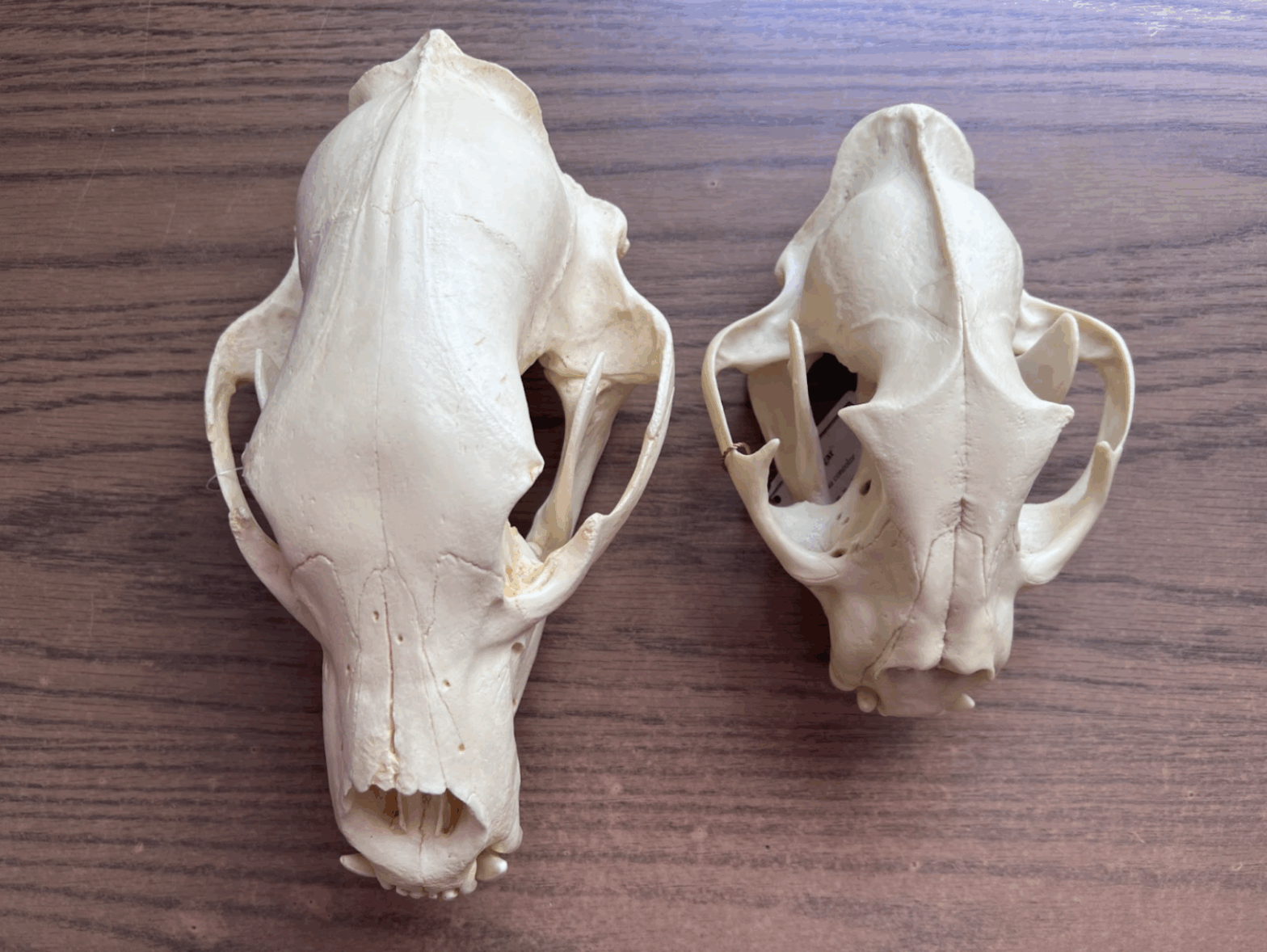 Nature’s Blueprint: What Animal Skulls Can Tell Us | Turpentine Creek ...