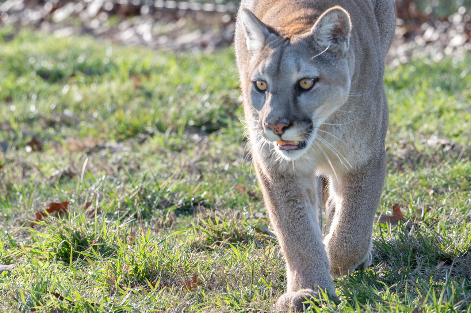 From the Brink: What Florida Panthers Teach Us About Big Cat ...