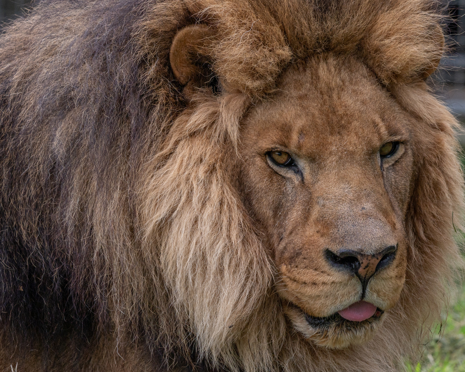 World Animal Day: Celebrating the Value of Every Creature | Turpentine ...