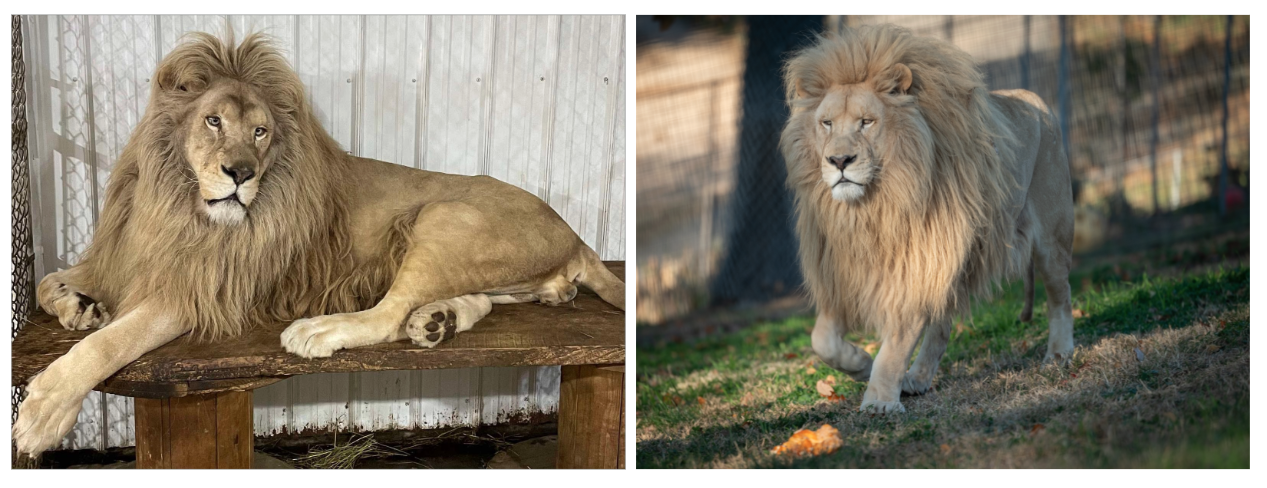 Giving Tuesday 2025: A Year of Unprecedented Rescue, Recovery, and ...