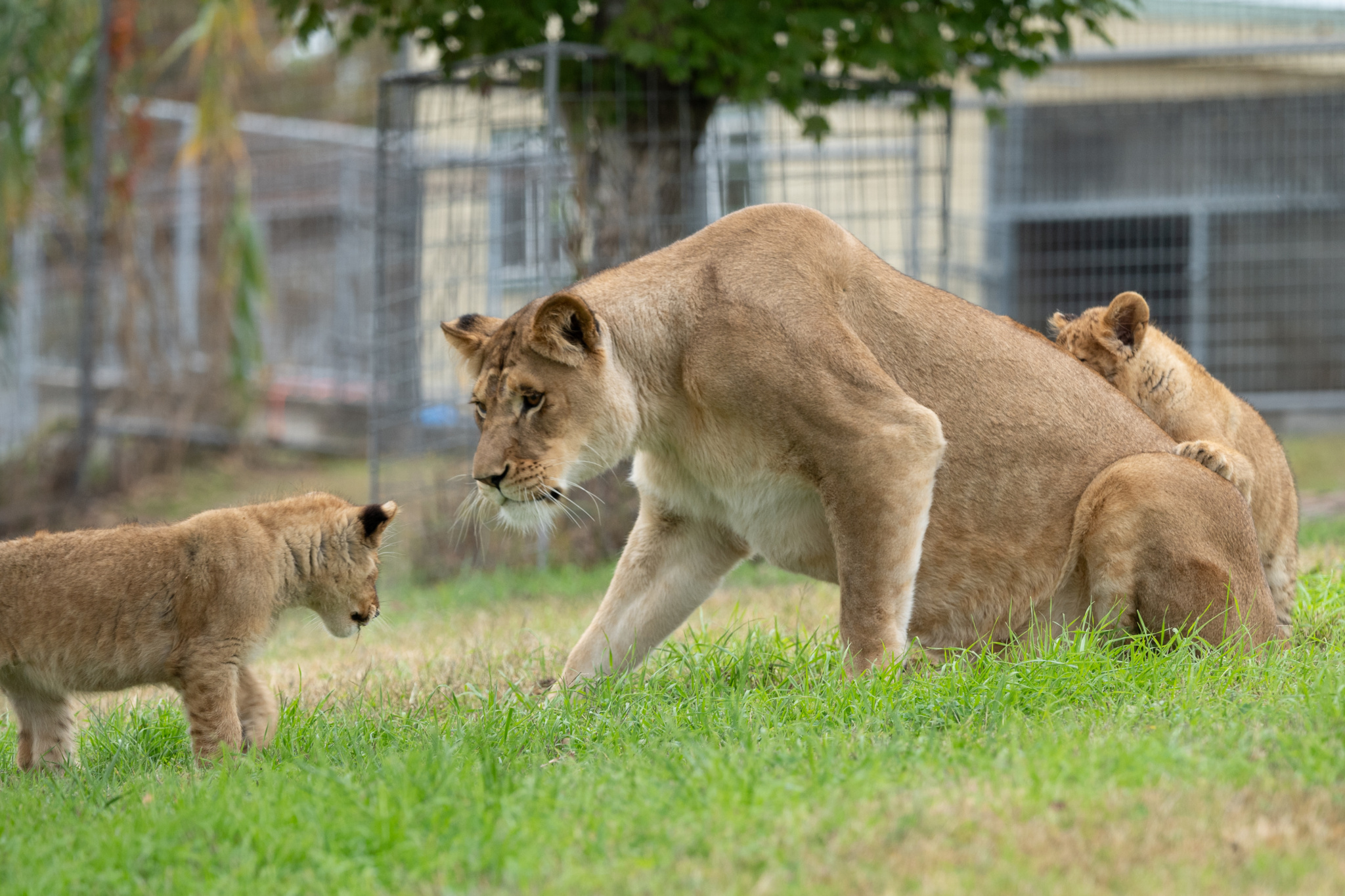 Why Do Prey Animals in Africa Migrate, But Most Lions Don’t ...