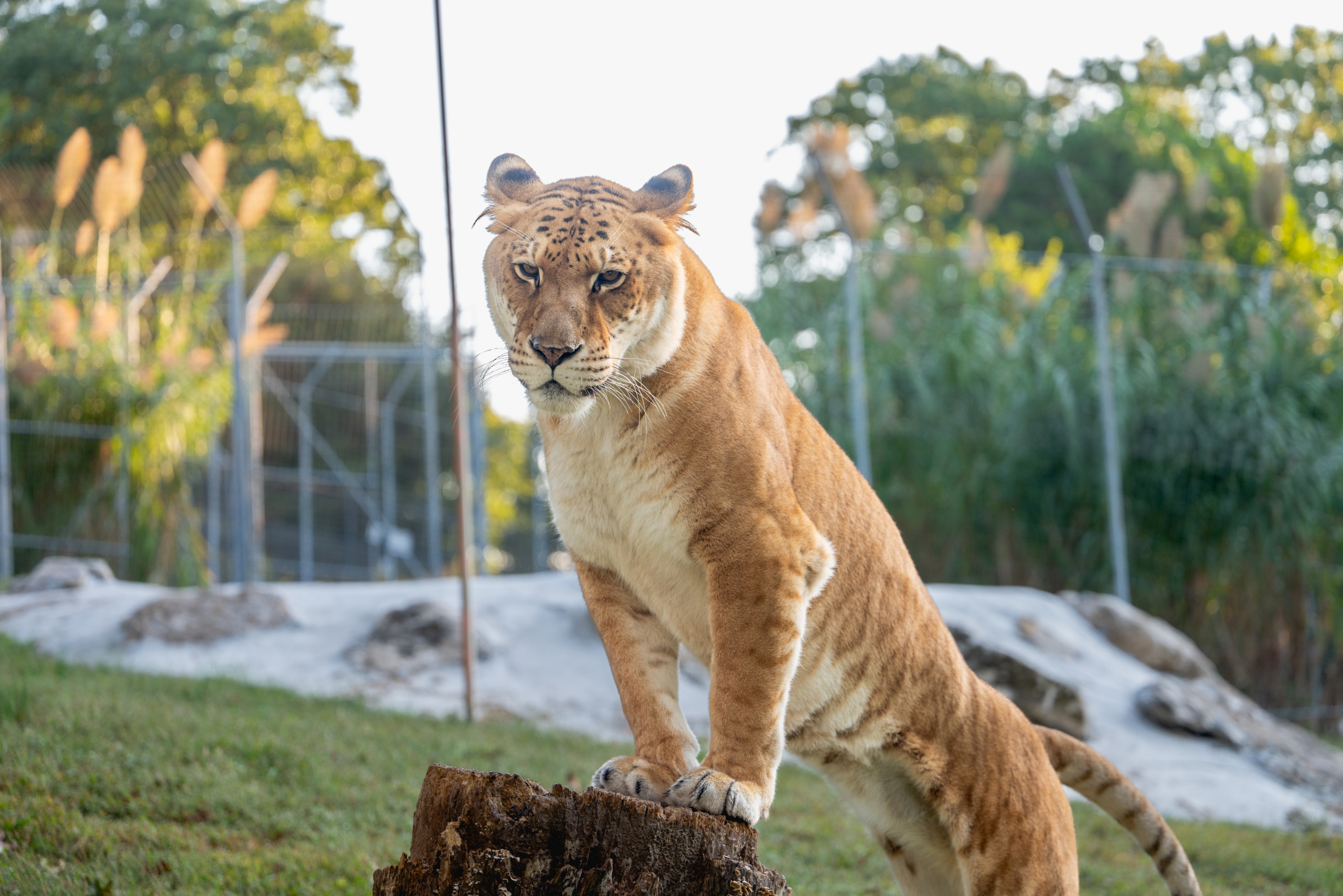 Big Wins for Animals in the 2026 Federal Funding Package | Turpentine ...
